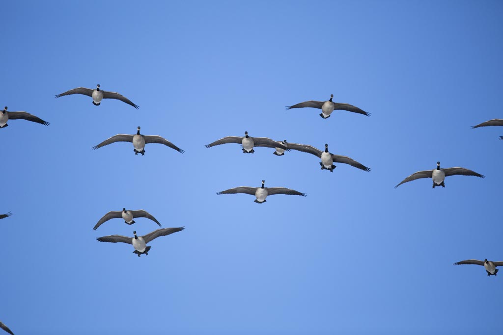 Goose Goose Revolution 10 Hours